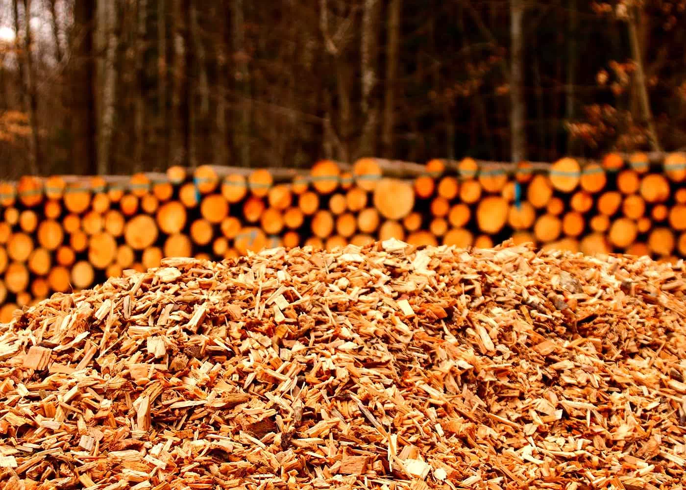 Vendita cippato di legno prezzi al quintale – Produttori fornitori
